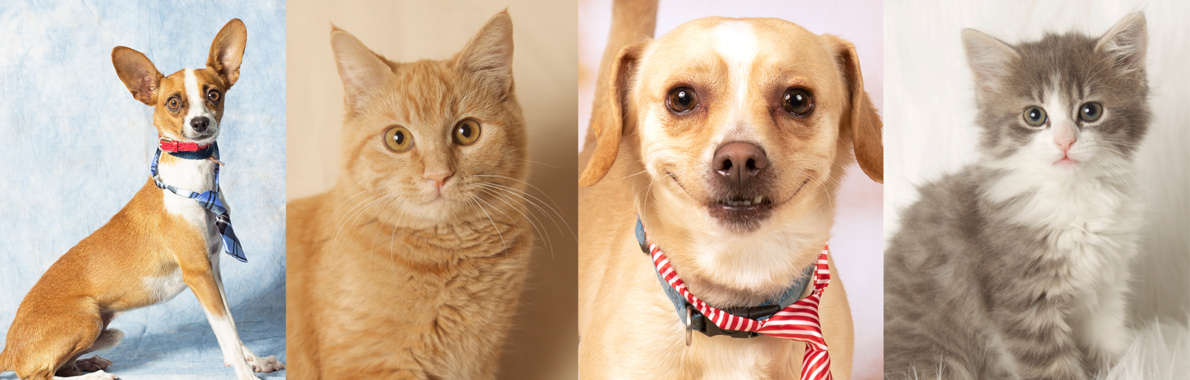 AZ Friends for Life Animal Rescue | Pet Rescue & Shelter | Gilbert, AZ